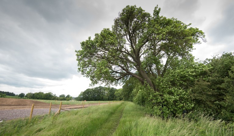 Ancient woodlands are more vital than ever – Julian Hoffman