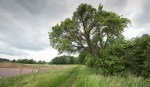 Ancient woodlands are more vital than ever – Julian Hoffman