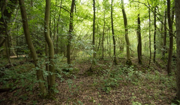 Ancient woodlands are more vital than ever – Julian Hoffman